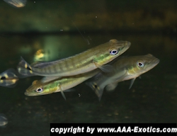 Importe / Neuzugänge AAA - Exotics