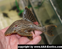 Importe / Neuzugänge AAA - Exotics