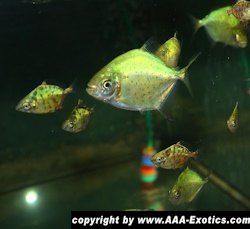 Importe / Neuzugänge AAA - Exotics