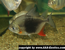 Importe / Neuzugänge AAA - Exotics