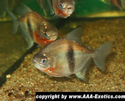 Importe / Neuzugänge AAA - Exotics