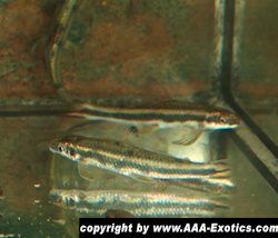 Importe / Neuzugänge AAA - Exotics