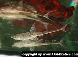 Importe / Neuzugänge AAA - Exotics
