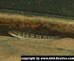 Importe / Neuzugänge AAA - Exotics