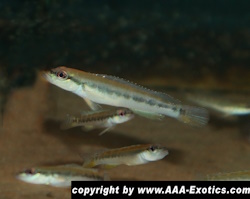 Importe / Neuzugänge AAA - Exotics