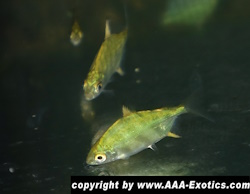 Importe / Neuzugänge AAA - Exotics