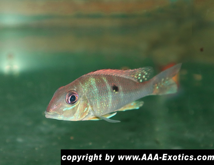 Geophagus argyrostictus Rio Xingu