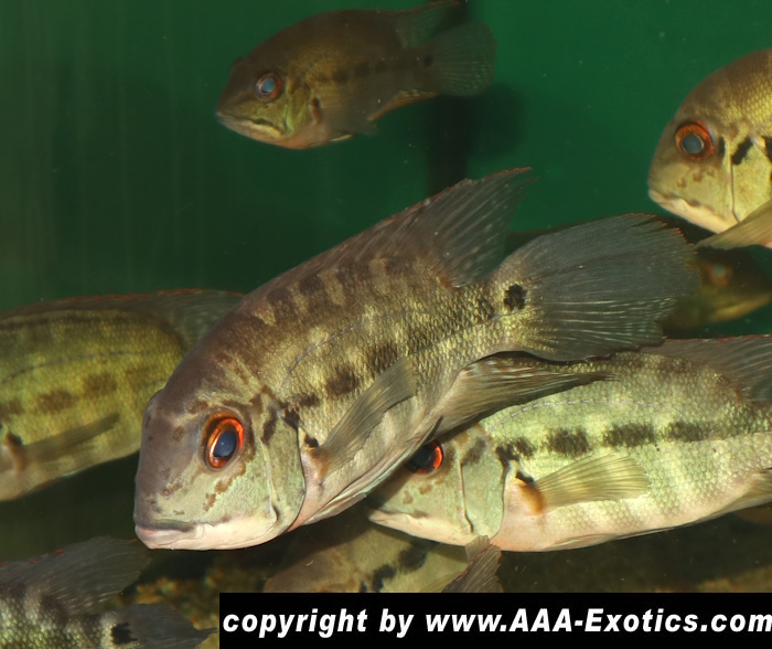 Hoplarchus psittacus