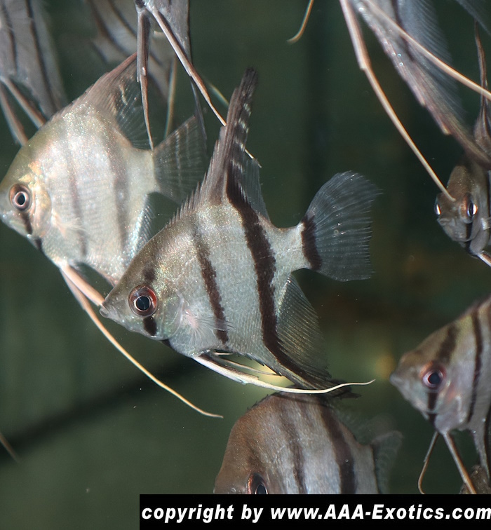 Pterophyllum sp. Spitzkopf