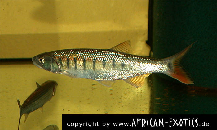 Raiamas senegalensis